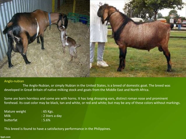 Overview of Goat and Sheep Prod'n & Mngt. and Breeds | PPT