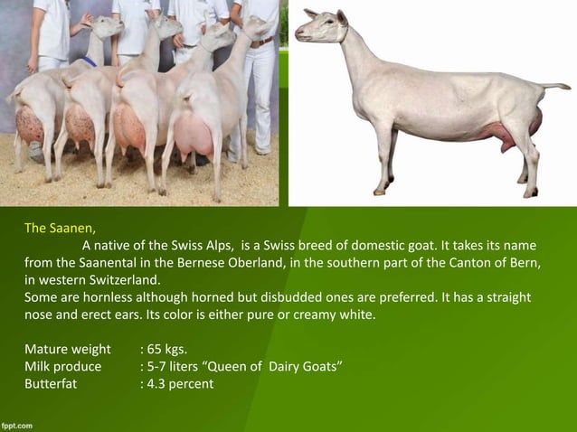 Overview of Goat and Sheep Prod'n & Mngt. and Breeds | PPT