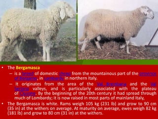Overview of Goat and Sheep Prod'n & Mngt. and Breeds | PPTX