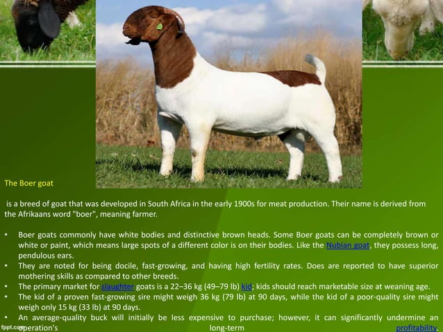 Overview of Goat and Sheep Prod'n & Mngt. and Breeds | PPT