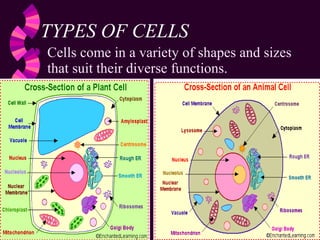 Unit1 lesson2-cells | PPT