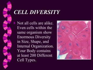 Unit1 lesson2-cells | PPT