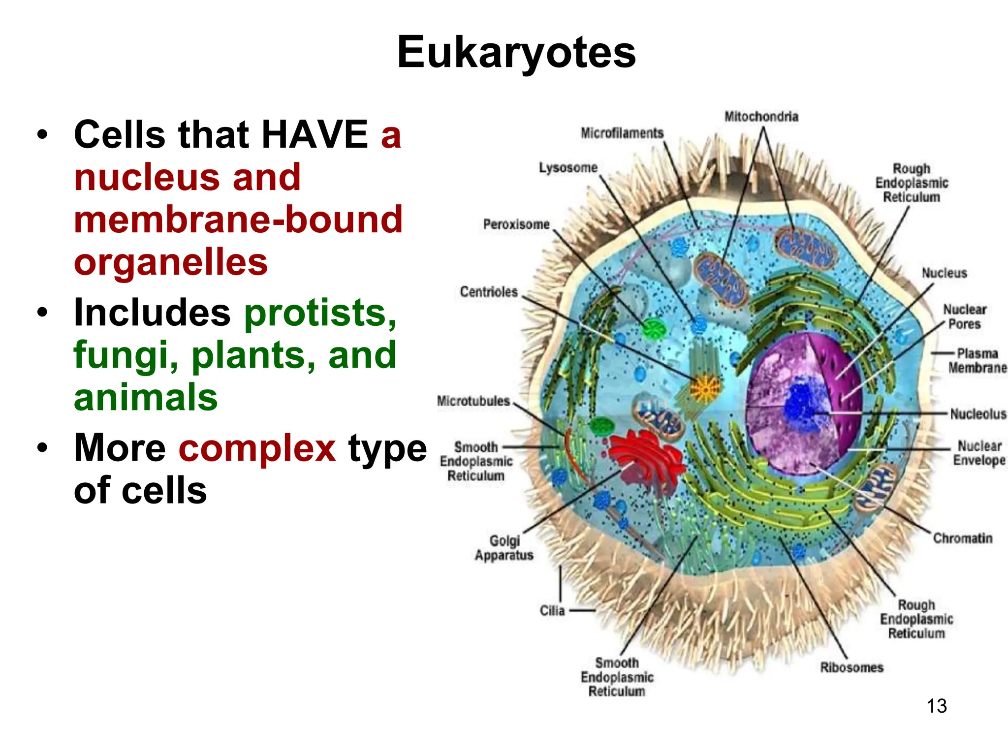 Cell basic unit of life | PPTX