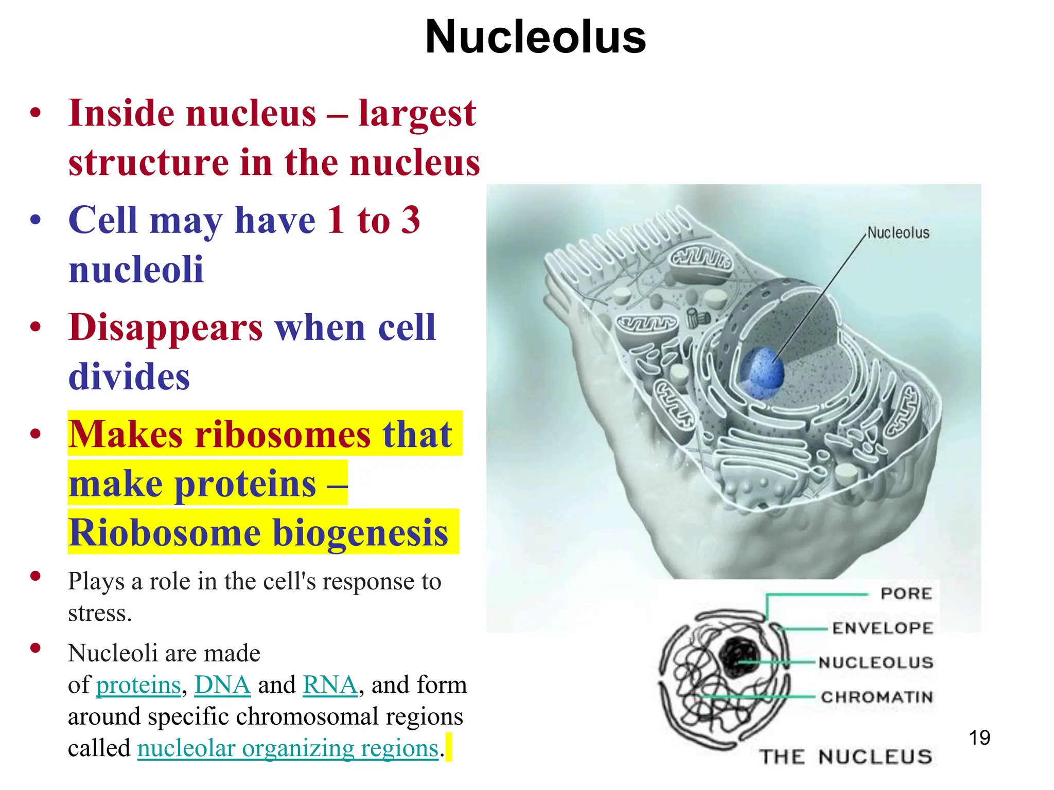 Cell basic unit of life | PPTX