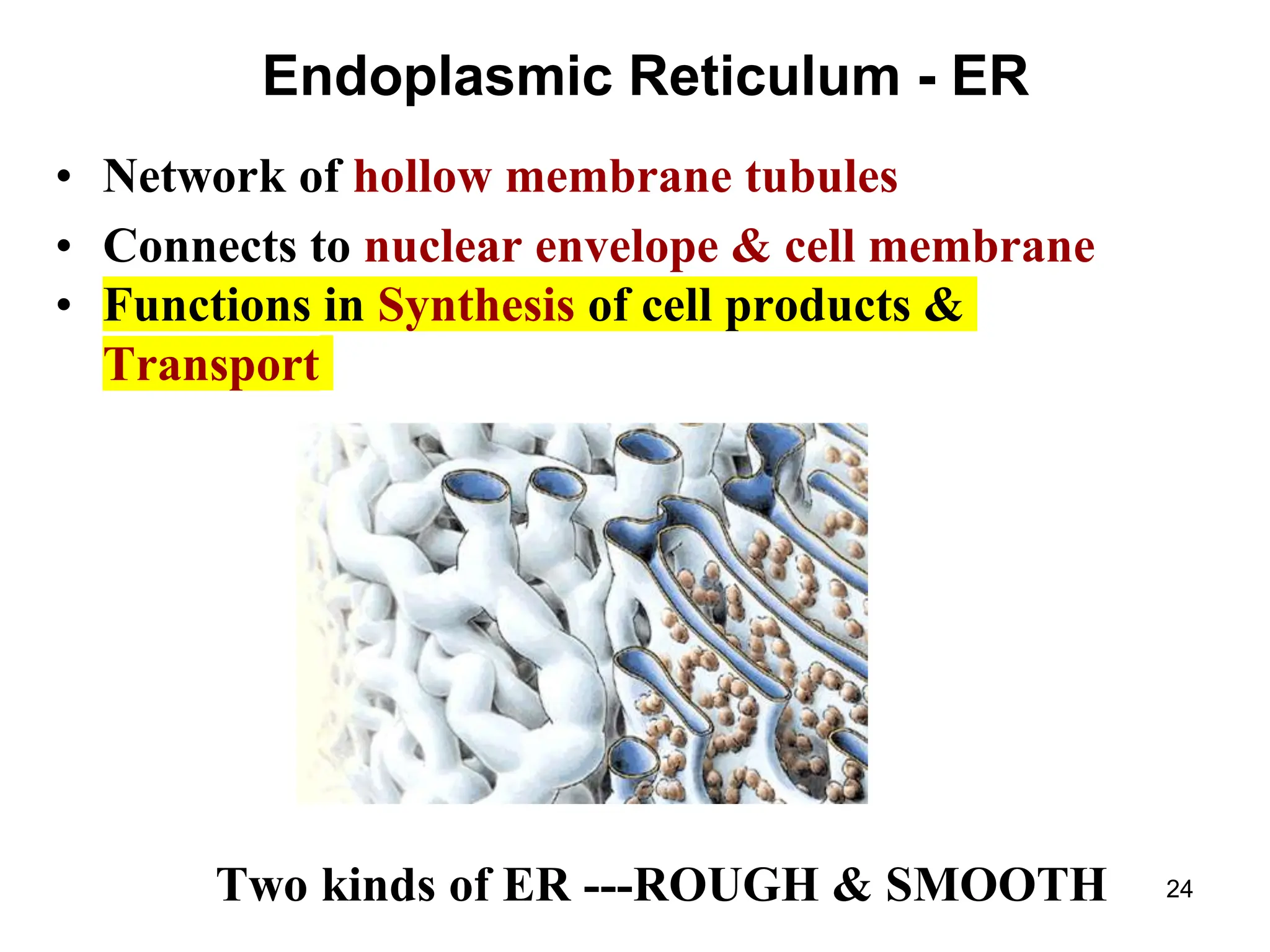 Cell basic unit of life | PPTX