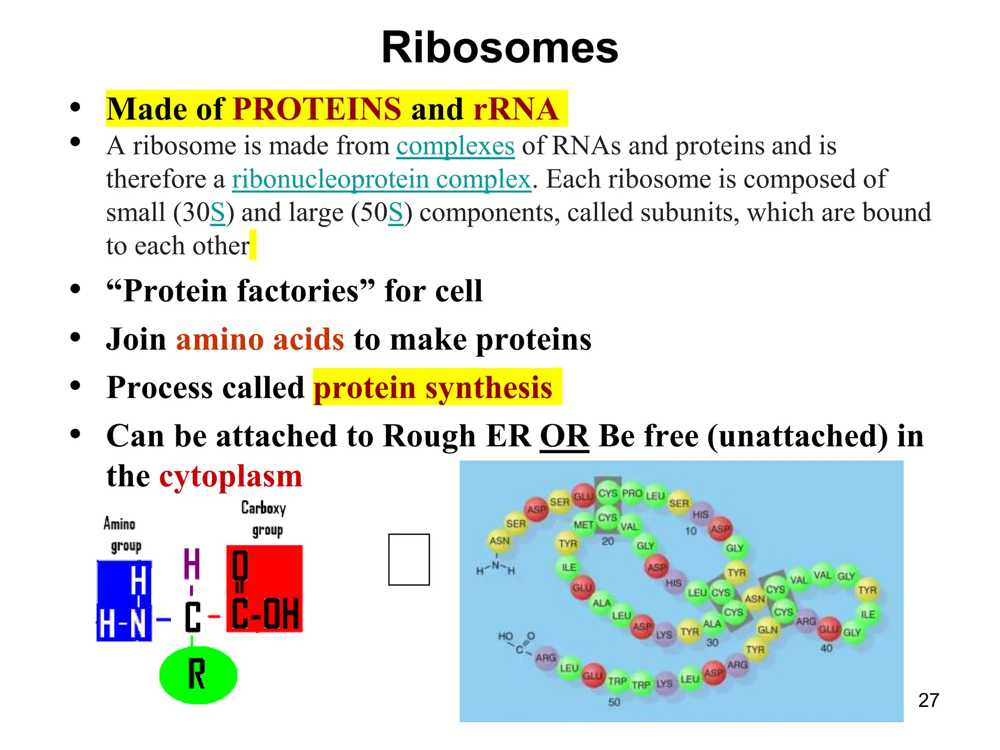 Cell basic unit of life | PPTX