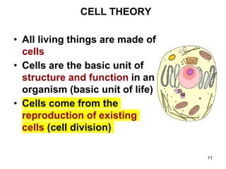Cell basic unit of life | PPTX