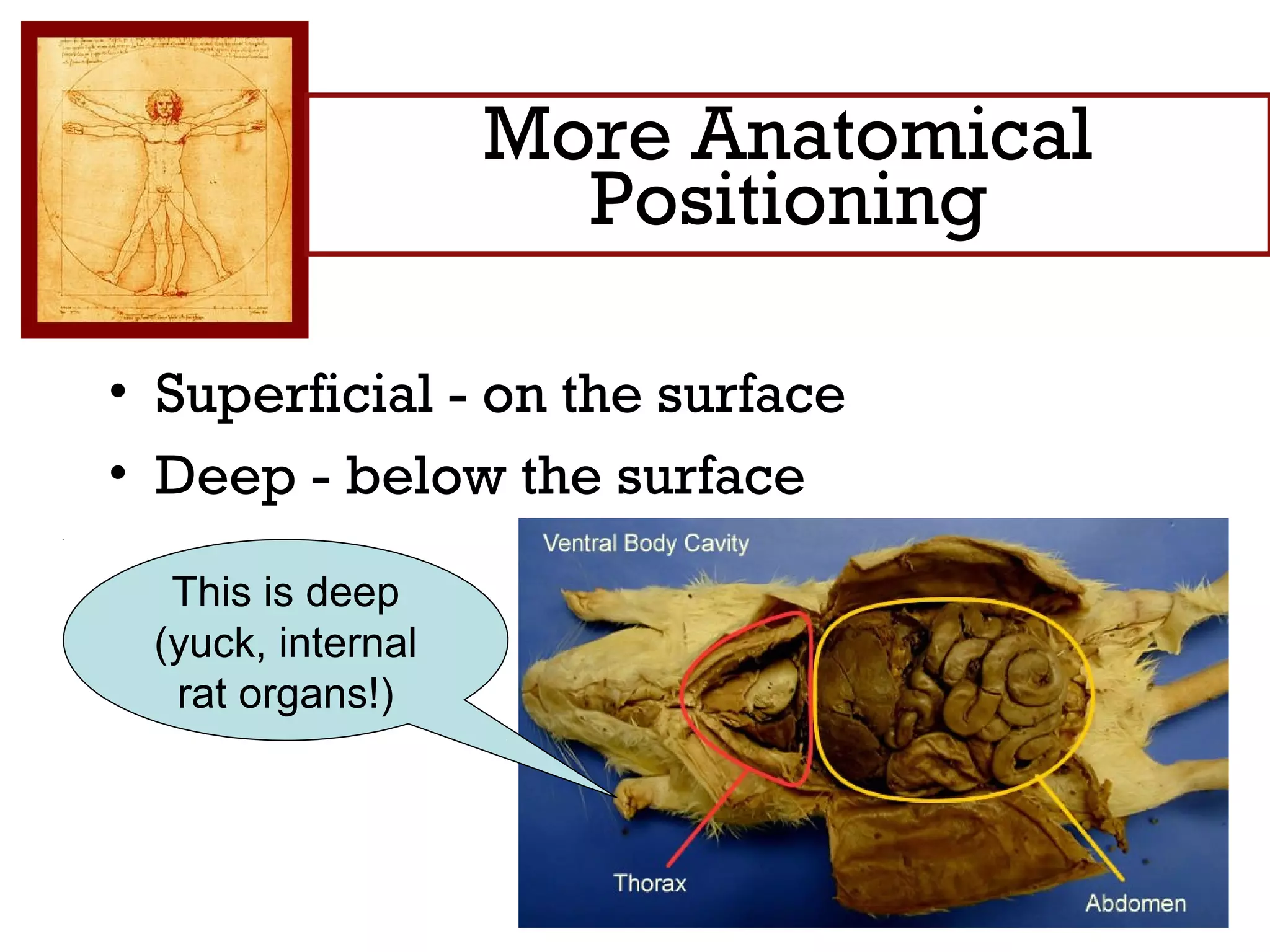 Anatomical positioning notes | PPT