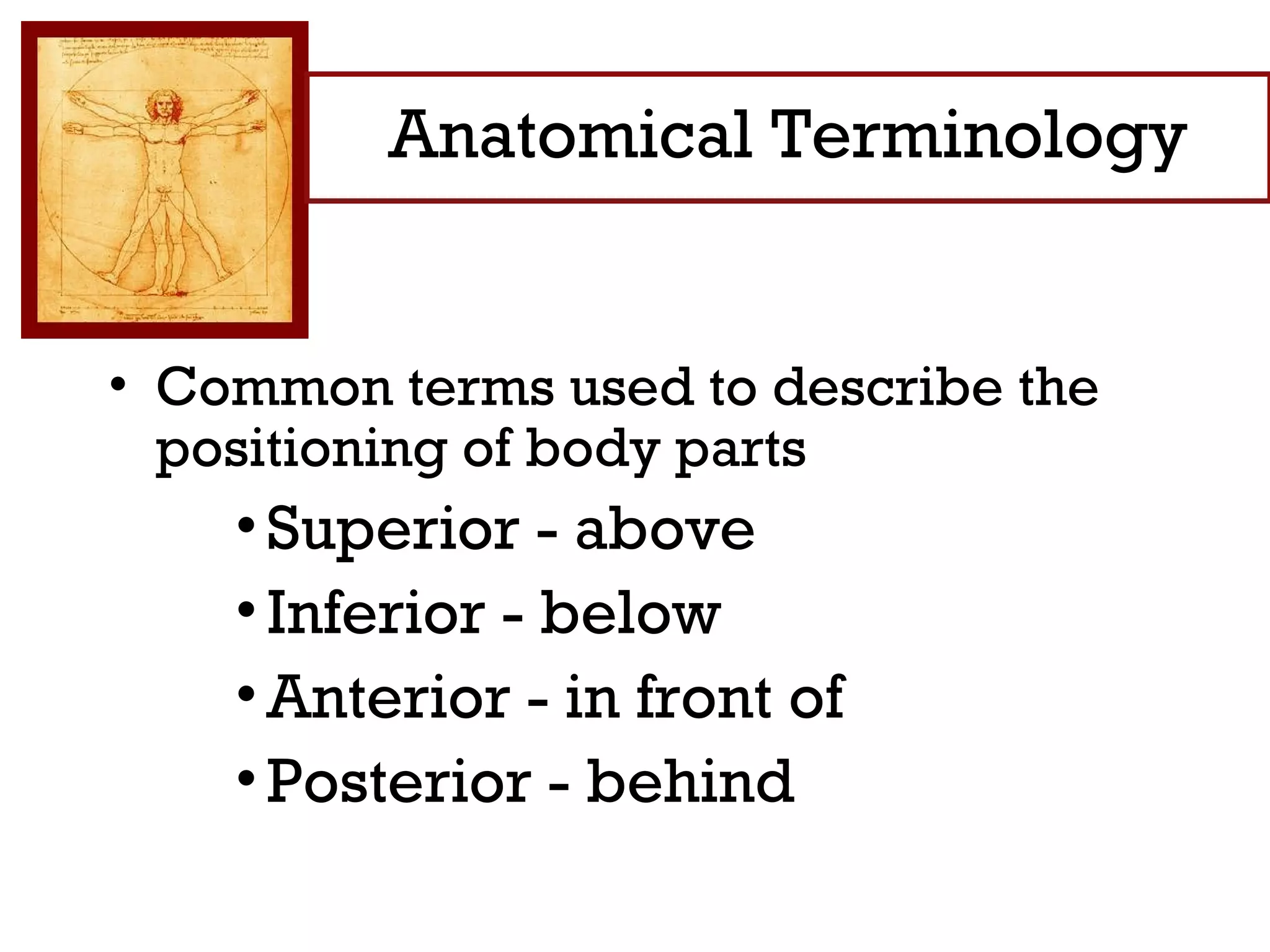 Anatomical positioning notes | PPT