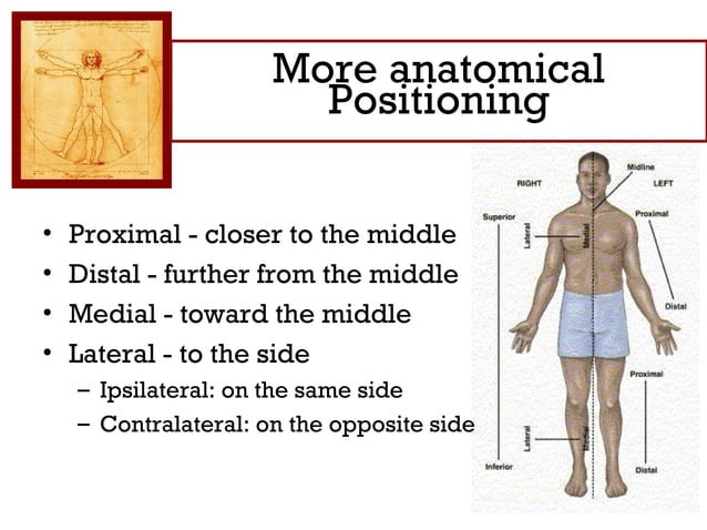 Anatomical positioning notes | PPT
