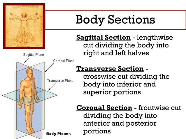 Anatomical positioning notes | PPT