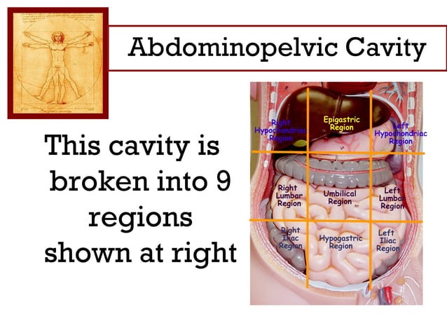 Anatomical positioning notes | PPT