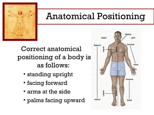 Anatomical positioning notes | PPT