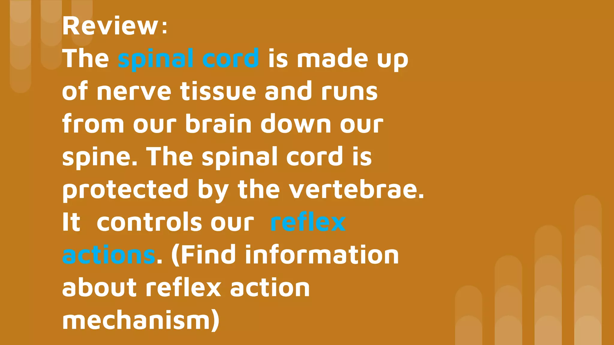 The peripheral nervous system | PPT