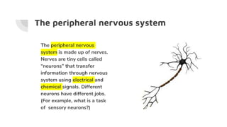 The peripheral nervous system | PPT