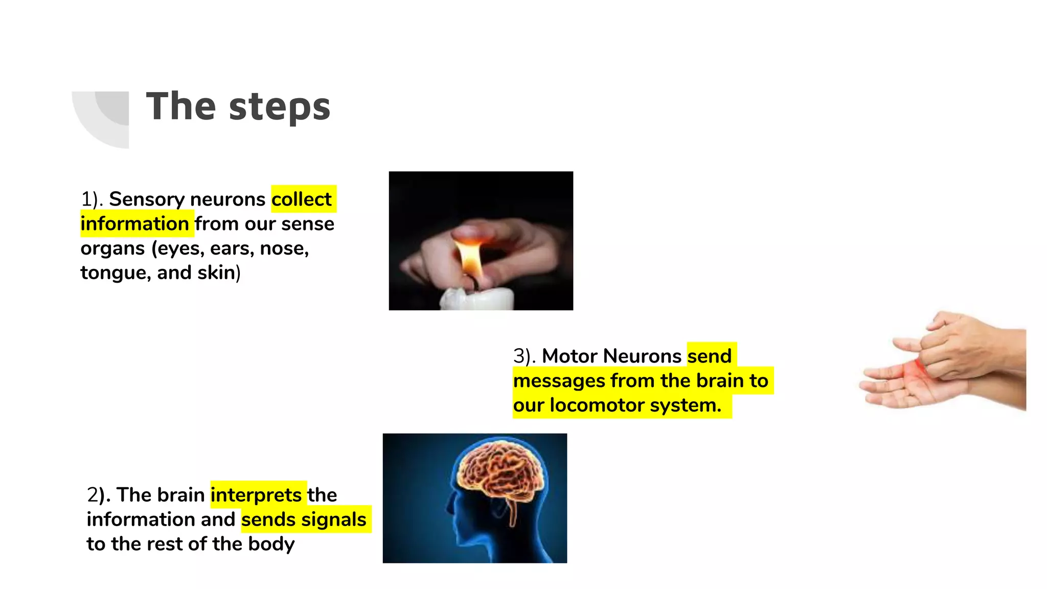 Unit 1 the peripheral nervous system | PPTX