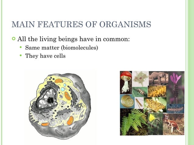 Unit 10 & 11: Organism's vital functions | PPT