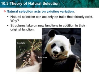 Unit 10 natural selection | PPTX | Biological Sciences | Science