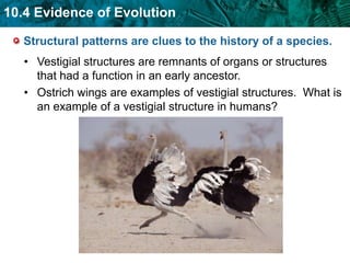 Vestigial Structures Ostrich