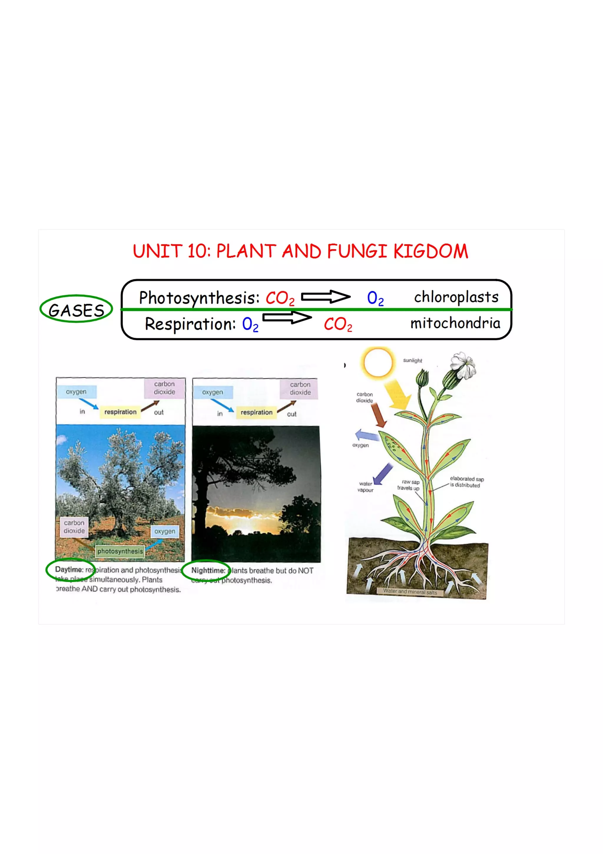 Unit 10. plant and gunfi kingdom | PDF