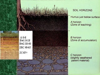 unit10 deforestation.ppt