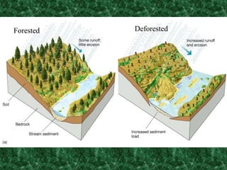 unit10 deforestation.ppt
