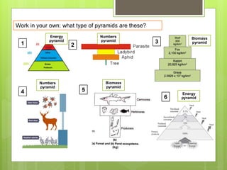 Unit10 Ecosystems | PPTX