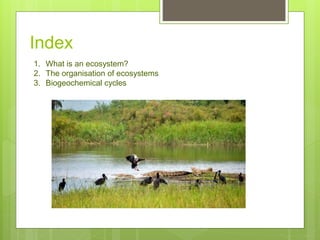 Unit10 Ecosystems | PPTX