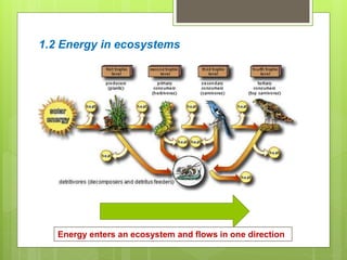 Unit10 Ecosystems | PPTX