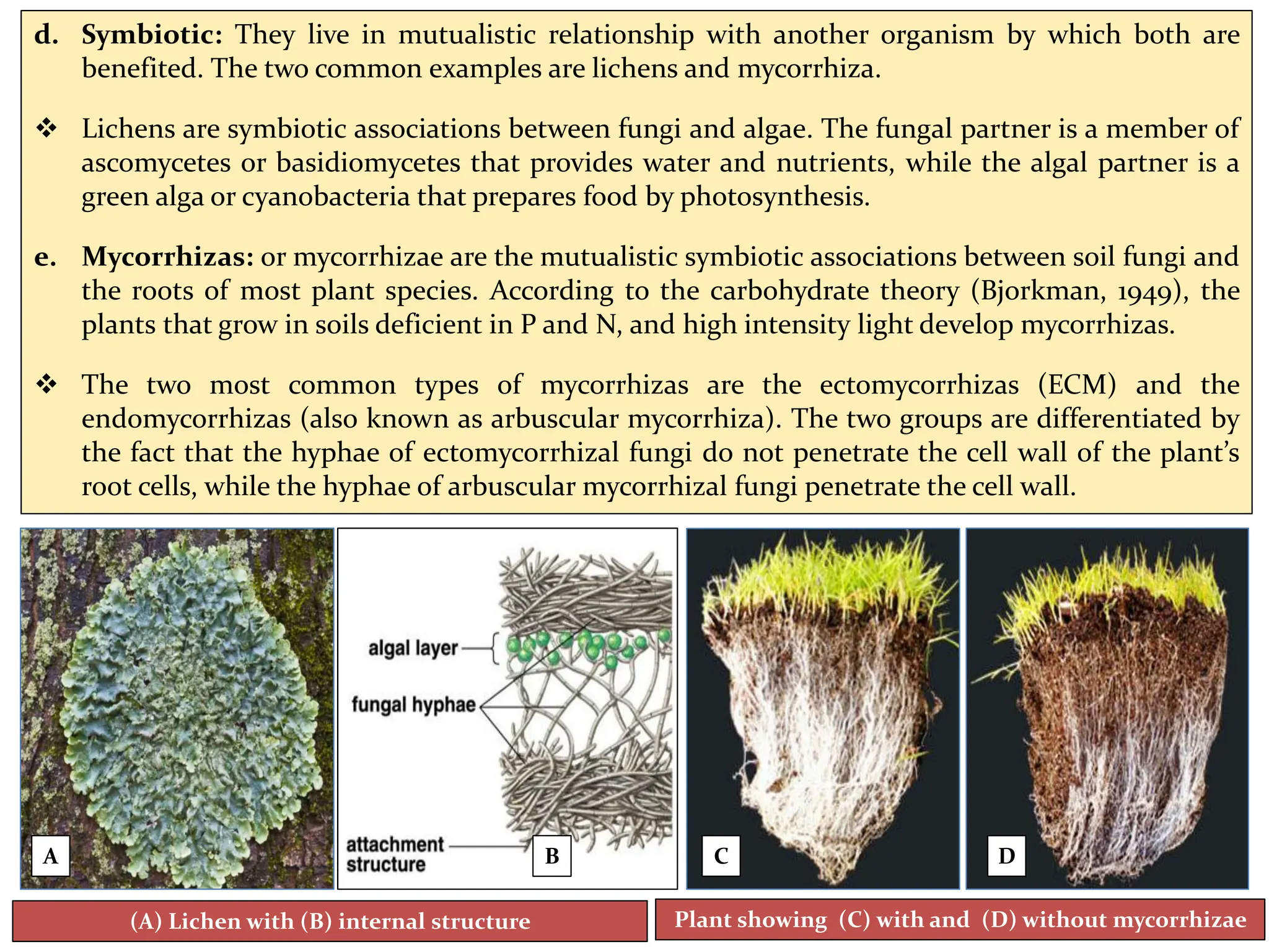 Unit –10– General Characters and Classification of Fungi by Dr. Kirtika ...