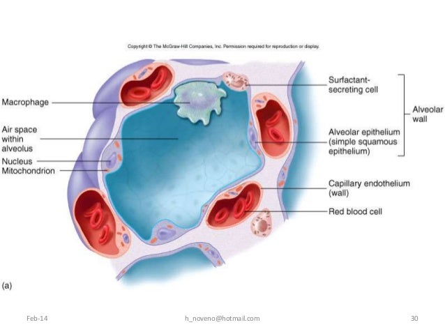 Unit 10 Respiratory System