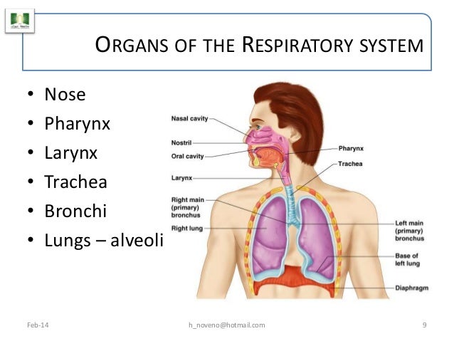 Respiratory System Main Function
