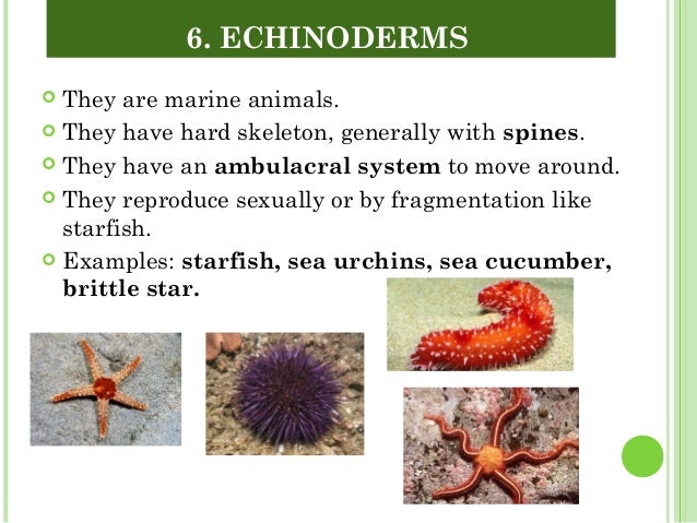Echinodermata Definition What Is