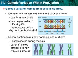 Unit 11 evolution of populations | PPTX | Genetics | Science