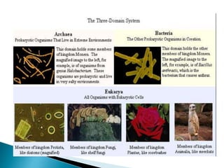 Unit 11 biodiversity and classification | PPTX