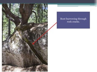 Unit 11 external forces | PPTX | Geology | Science