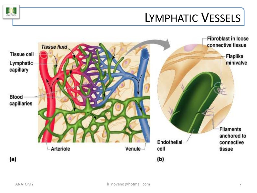 Unit 11 Lymphatic System
