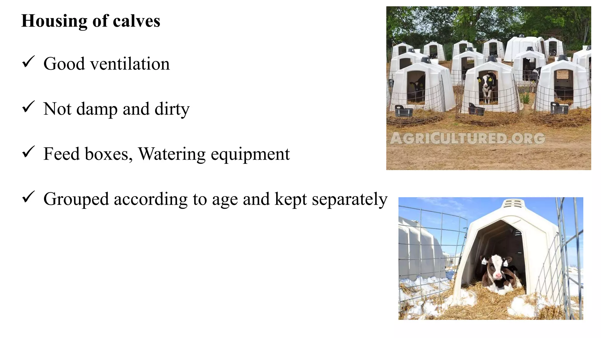 Unit 11 Management of Calves, growing Heifers, and Milch animals.pptx