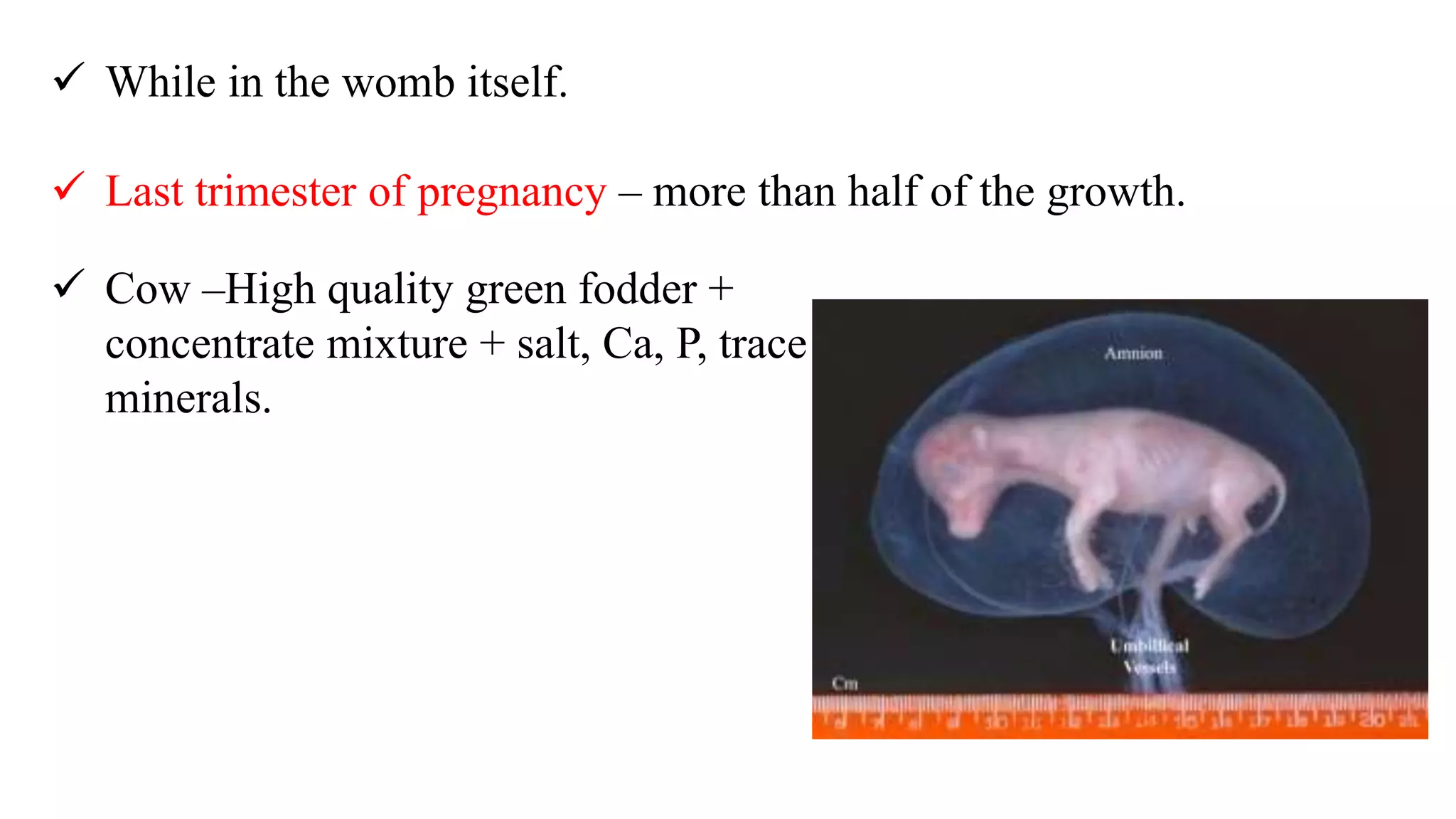 Unit 11 Management of Calves, growing Heifers, and Milch animals.pptx
