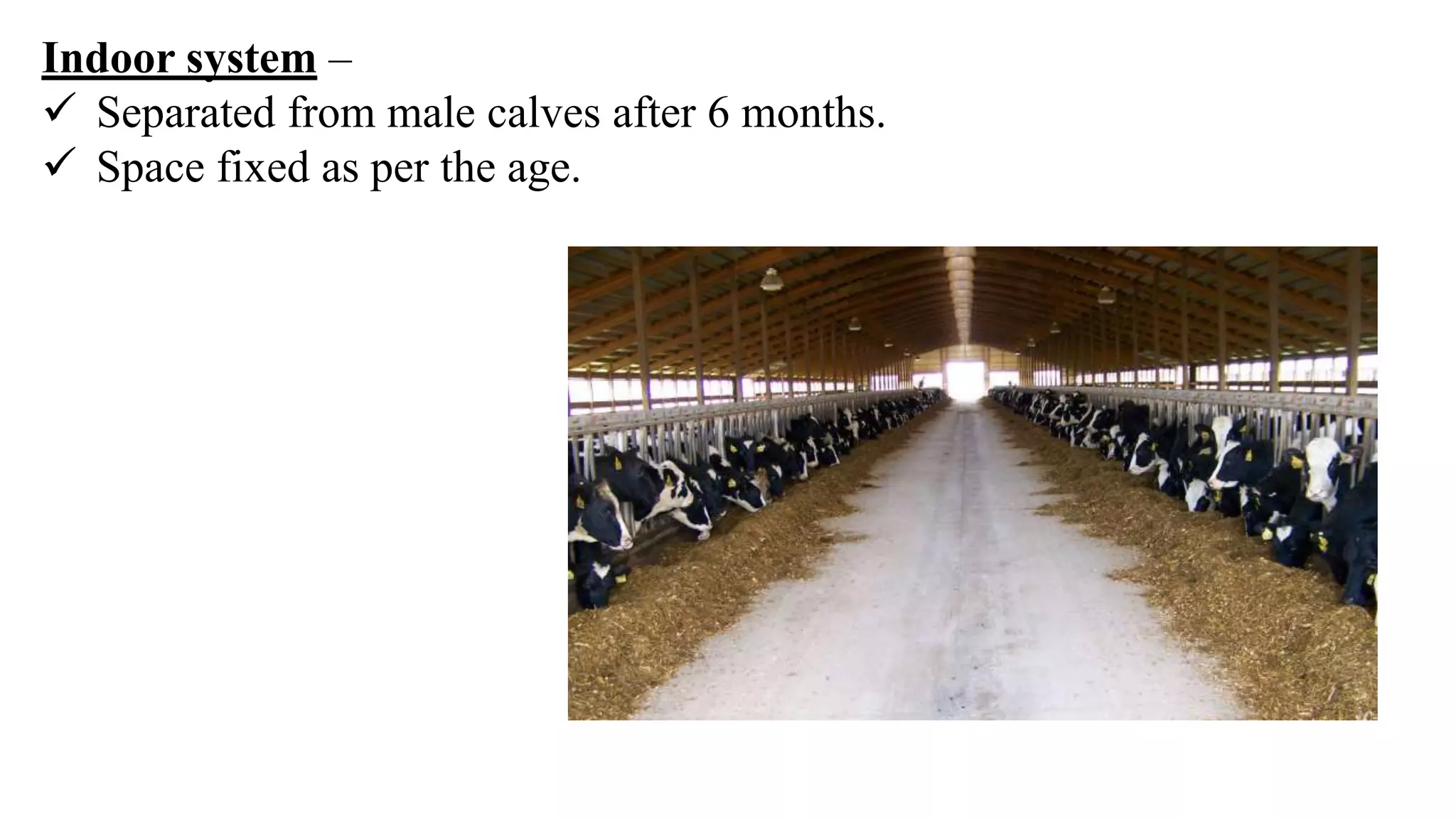 Unit 11 Management of Calves, growing Heifers, and Milch animals.pptx