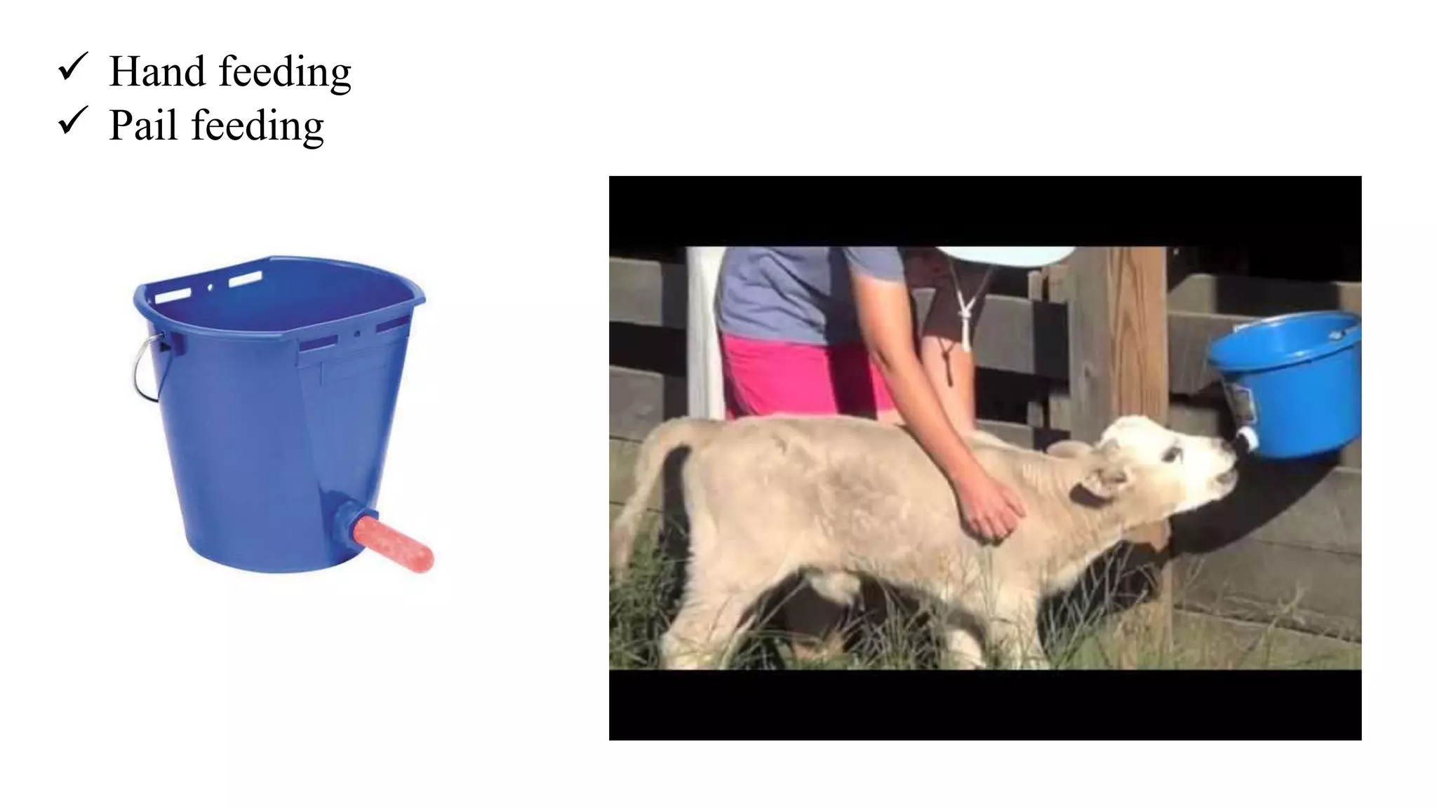 Unit 11 Management of Calves, growing Heifers, and Milch animals.pptx