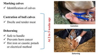 Unit 11 Management of Calves, growing Heifers, and Milch animals.pptx
