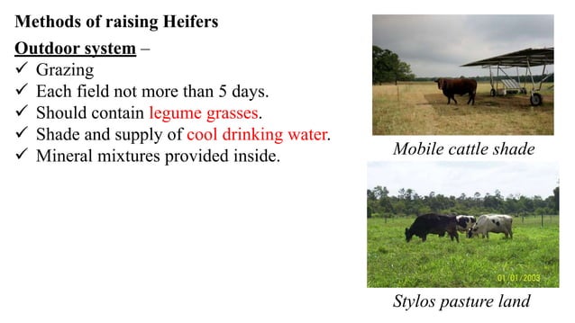 Unit 11 Management of Calves, growing Heifers, and Milch animals.pptx
