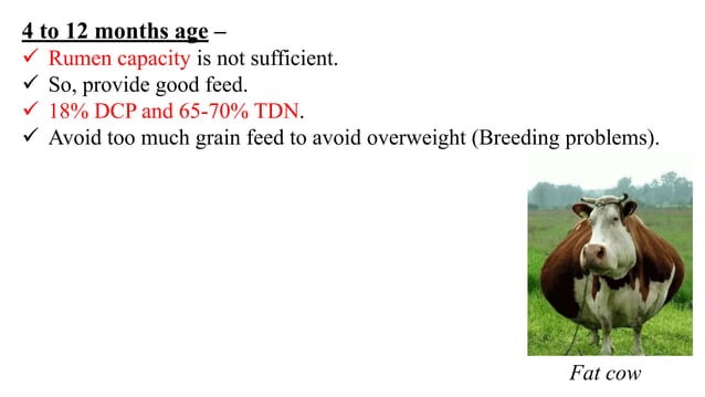 Unit 11 Management of Calves, growing Heifers, and Milch animals.pptx