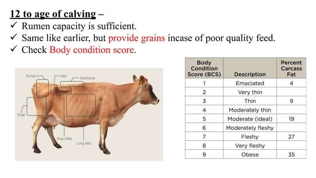 Unit 11 Management of Calves, growing Heifers, and Milch animals.pptx
