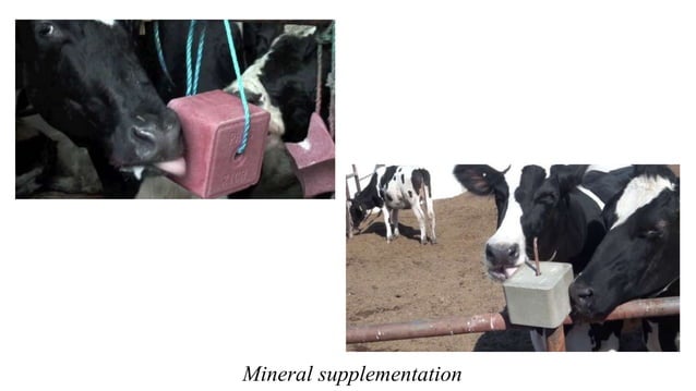 Unit 11 Management of Calves, growing Heifers, and Milch animals.pptx