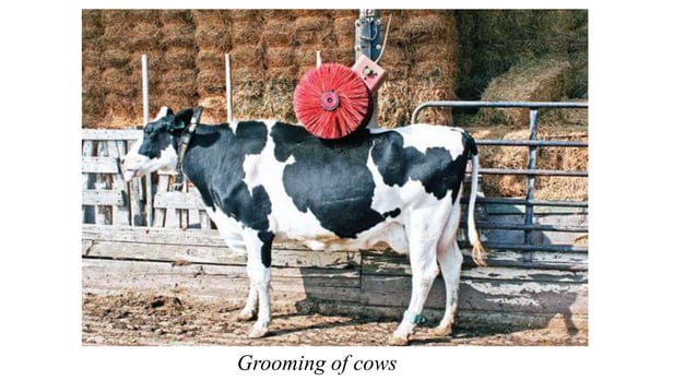 Unit 11 Management of Calves, growing Heifers, and Milch animals.pptx