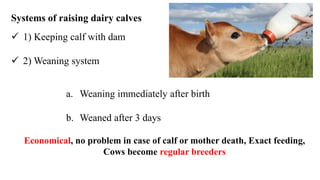 Unit 11 Management of Calves, growing Heifers, and Milch animals.pptx