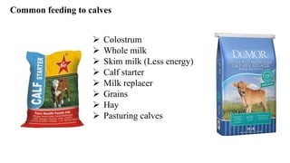 Unit 11 Management of Calves, growing Heifers, and Milch animals.pptx