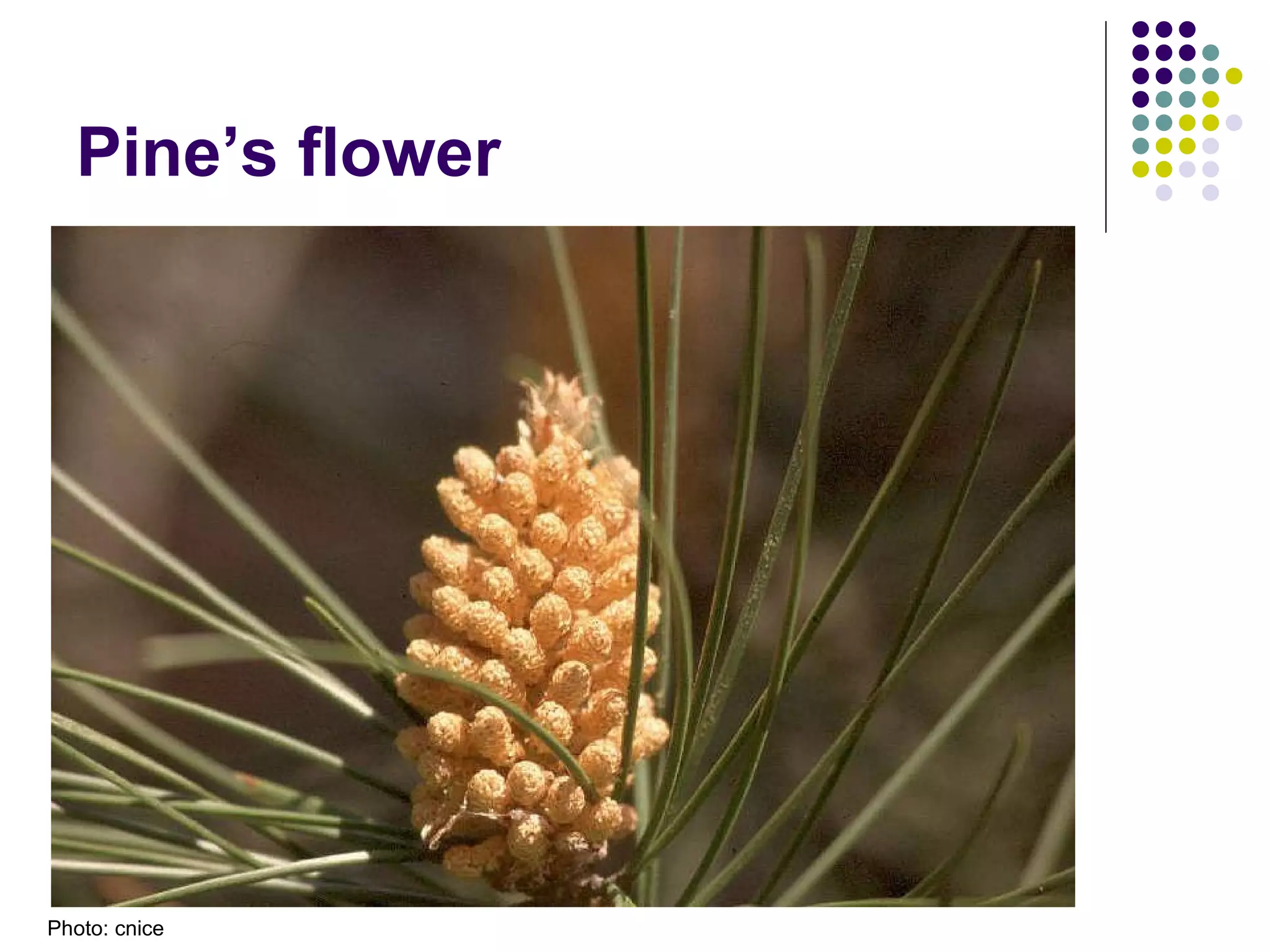 The Plant Kingdom | PPS